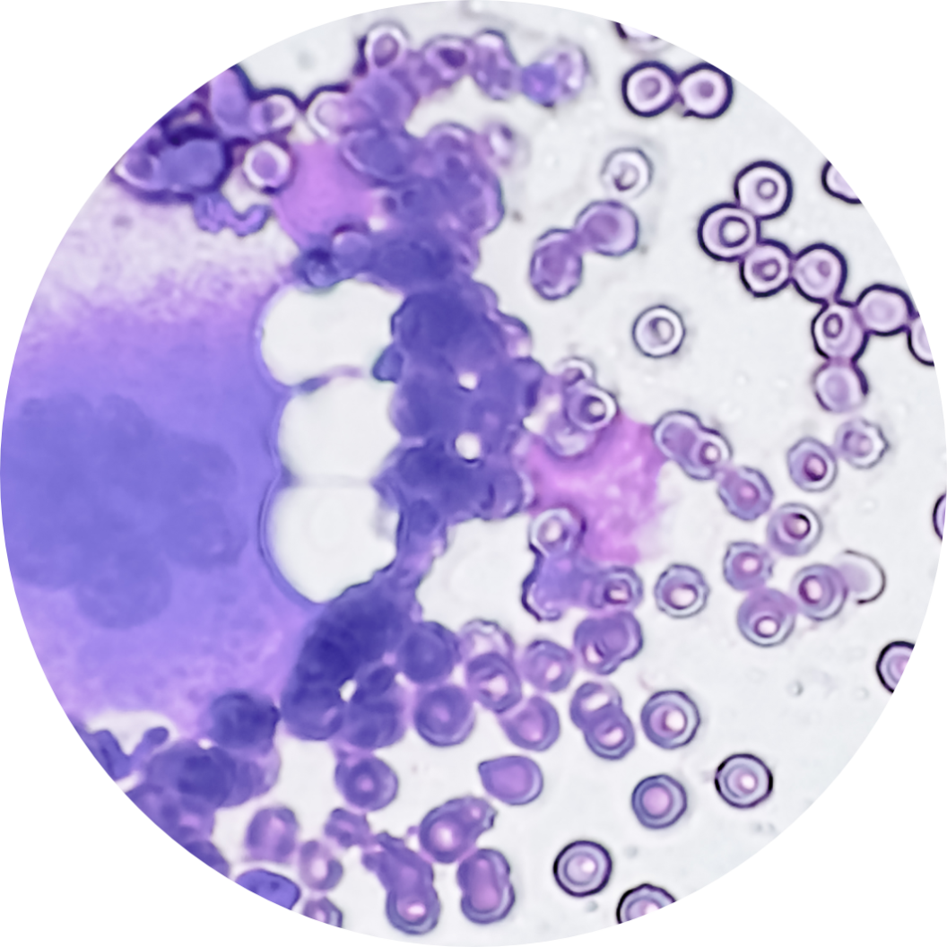 Vascanox HP • Calroy Health Sciences